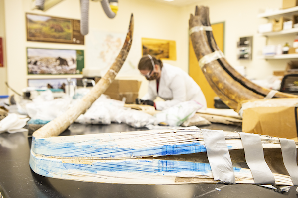 17,000-Year-Old Woolly Mammoth’s Tusk Maps Its Entire Travel Route ...
