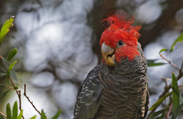 Animals Are Forced To ‘Shape-Shift’ Their Body Parts Due To Climate ...