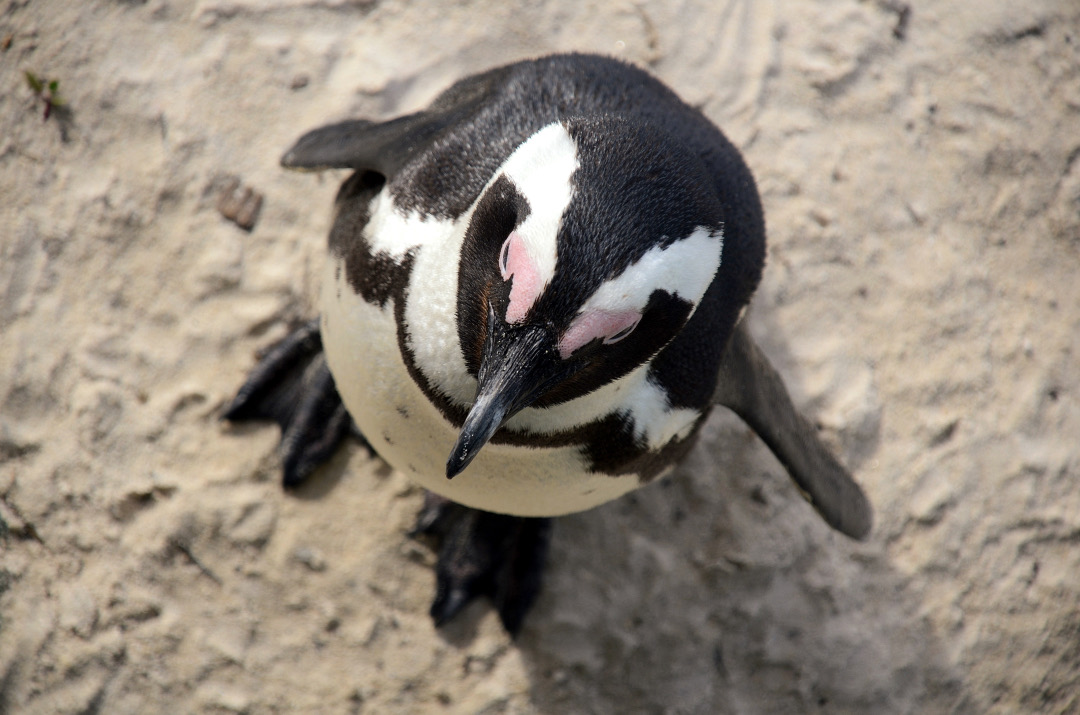 African Penguins Get Handmade ‘Igloo’ Nests To Escape The Heat ...
