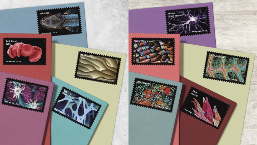 USPS Magnifies Some Of Life’s Smallest Objects Onto Striking Stamps ...