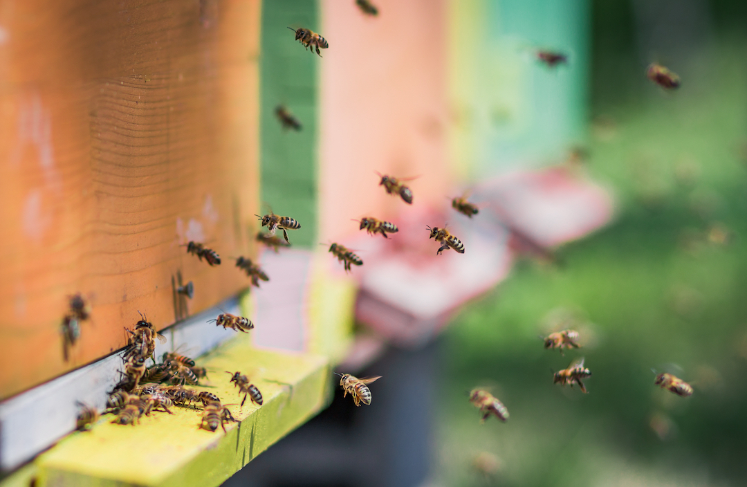 Bees Prove They Are Really Smart And ‘Sentient’ In Insect IQ Tests ...