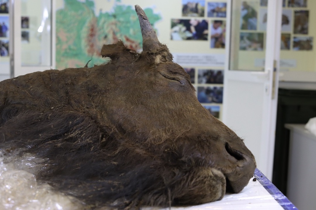 Scientists Are Looking To Clone Extinct Bison That Froze Over 8,000 ...