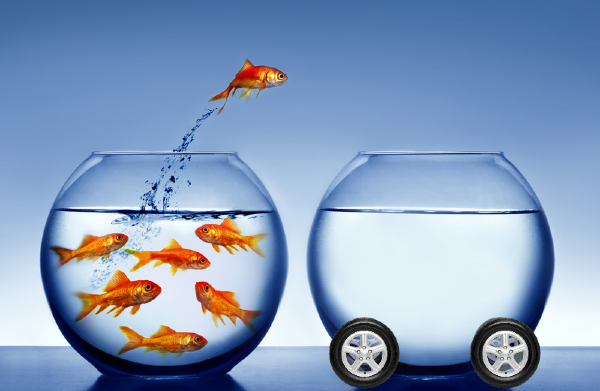 Goldfish Successfully Learn To Drive On Land Via ‘Fish-Operated Vehicle ...