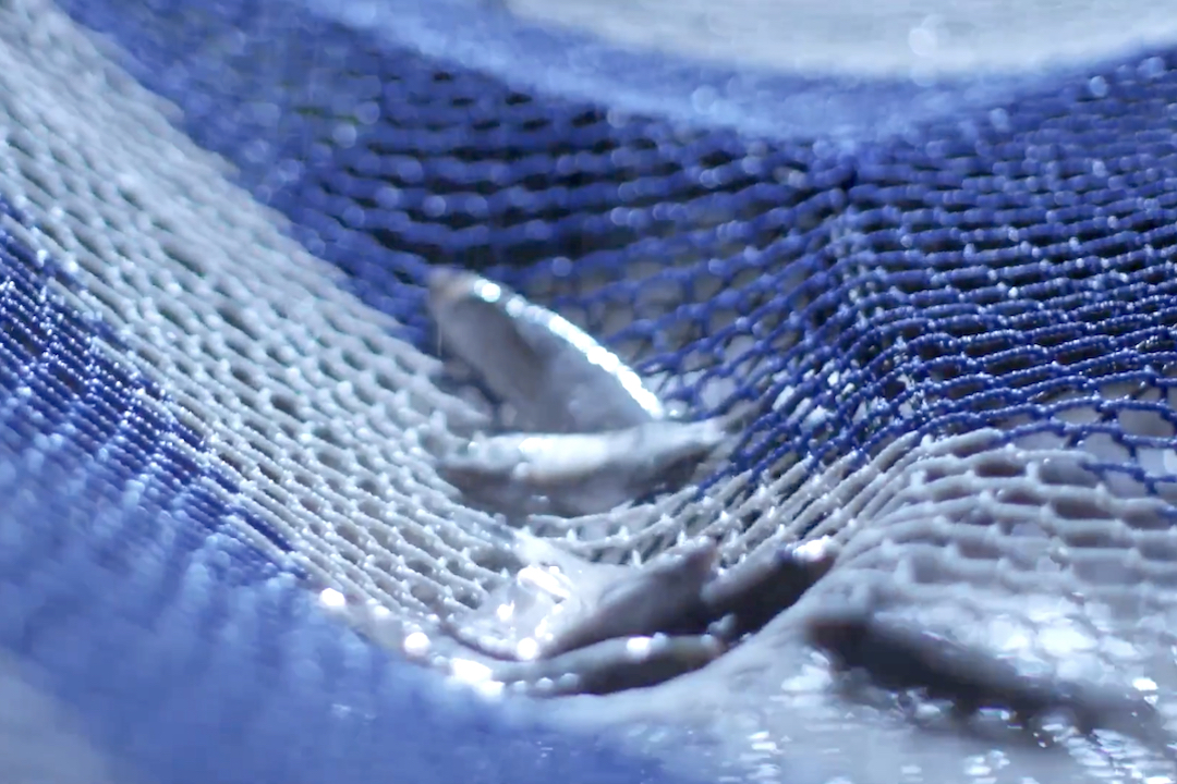 ‘Heaven Fish’ Uses ‘Miracle’ Of Fish Falling From Sky To Build Local ...