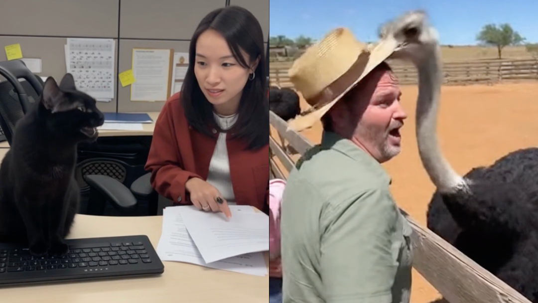 Sora AI Videos Are Taking Over The Internet—Here’s How To Tell Them Apart - DesignTAXI.com