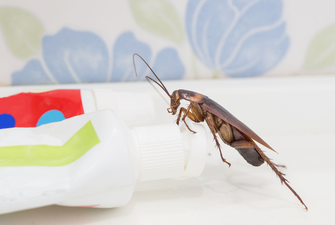 Pest Control Company Wants To Pay You To Release 100 Cockroaches Into ...