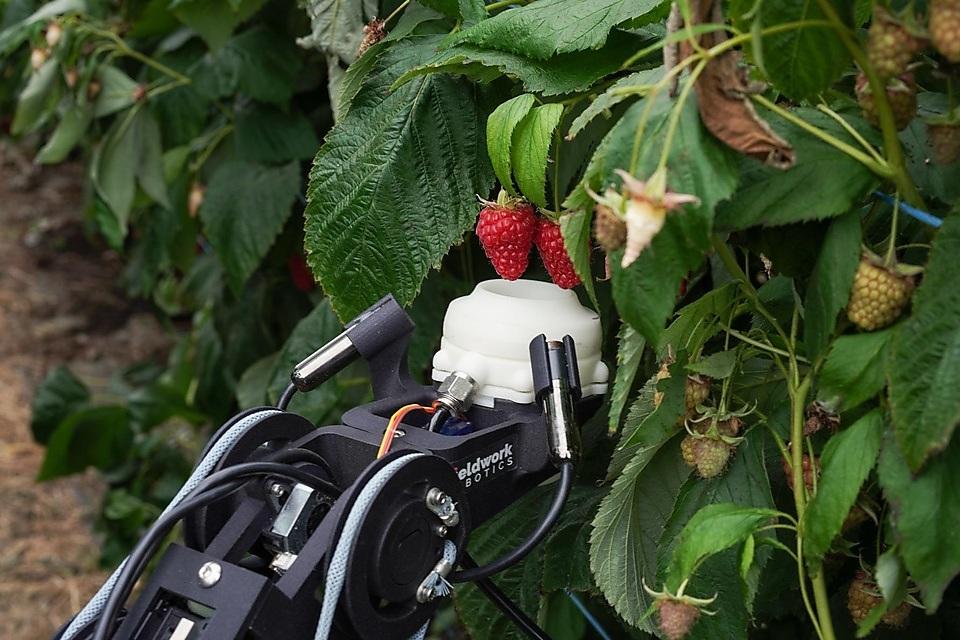 Berry Farms Are Employing Robots With Very Gentle Hands To Pick ...