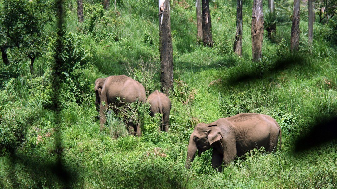 New High-Tech Camera Protects Wildlife From Poachers In Real-Time ...