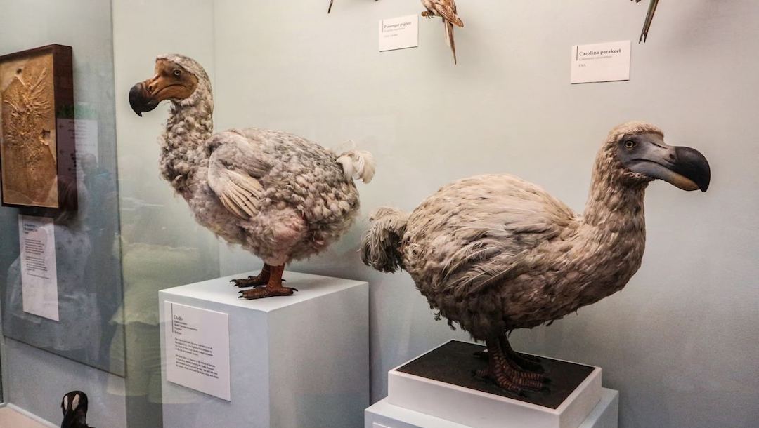 Dodo Birds Are The Next Animal Scientists Are Looking To Resurrect ...