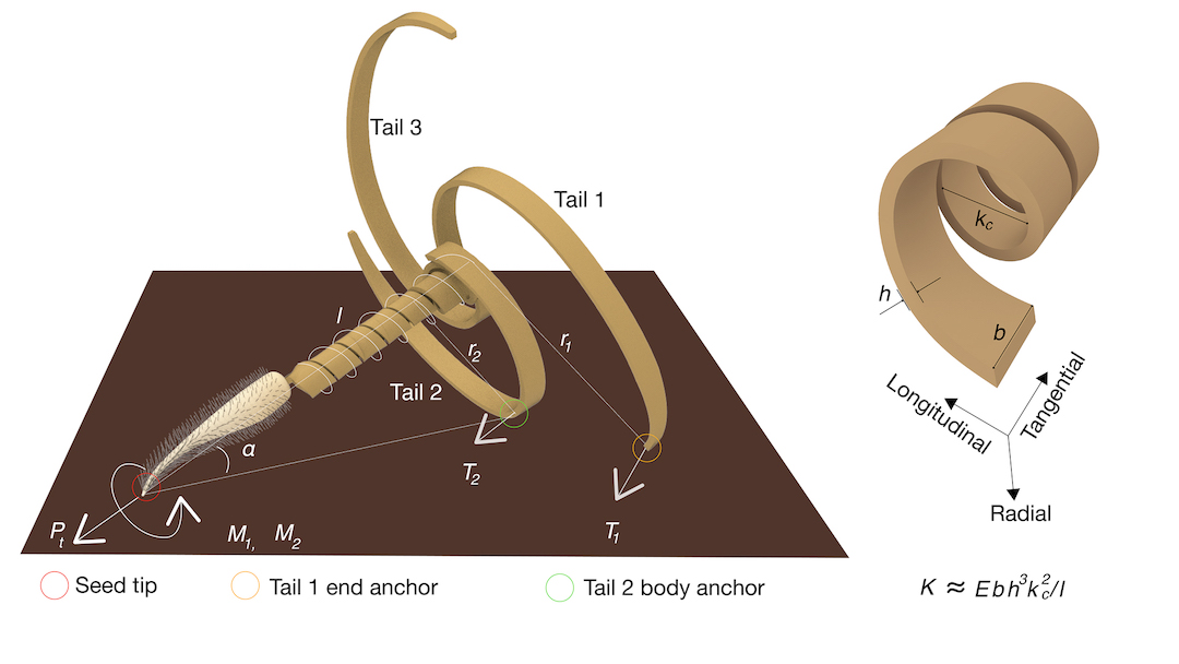 E-Seed Burrows Its Way Through The Soil, Aids Mass Plant Growth ...