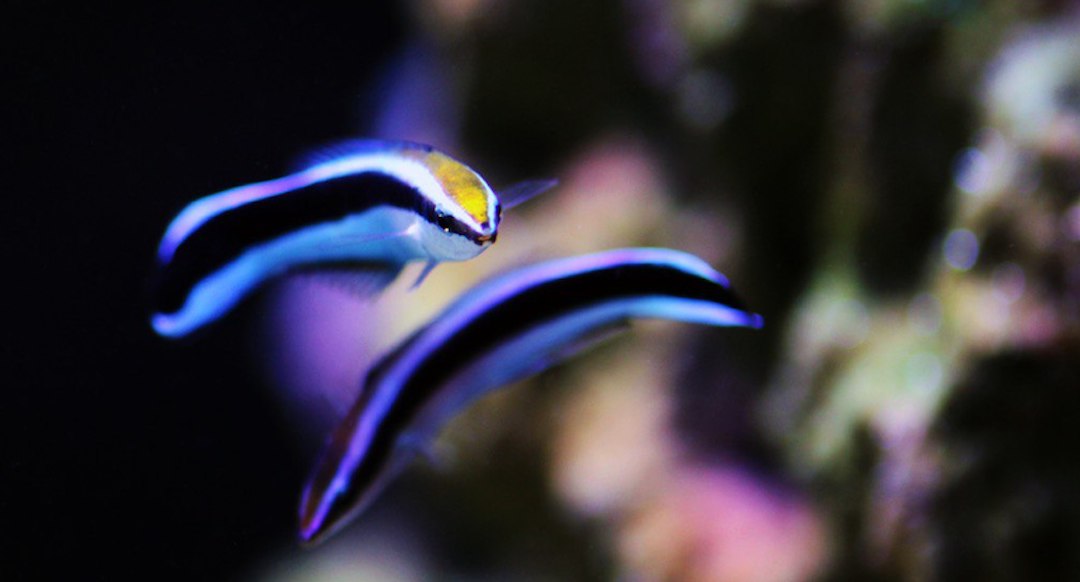 Fish Have Shown To Recognize Themselves In Photographs - DesignTAXI.com