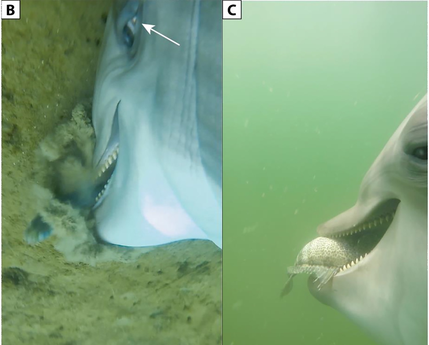 Navy Dolphins Strapped With GoPros Offer A Deep Dive Into Their Daily ...