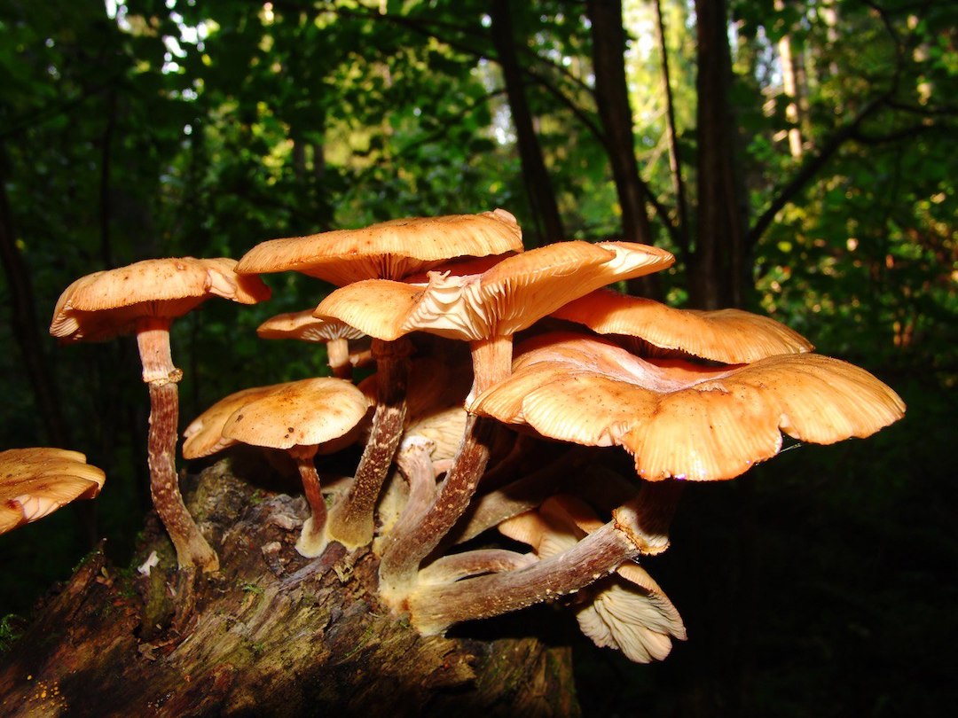 Computer Chips Made From Mushroom Skin Aim To Uproot E-Waste ...