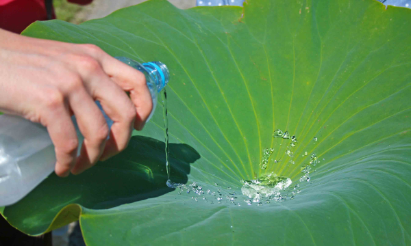 Lotus Plant Inspires This Self-Cleaning Bioplastic That Breaks Down In ...