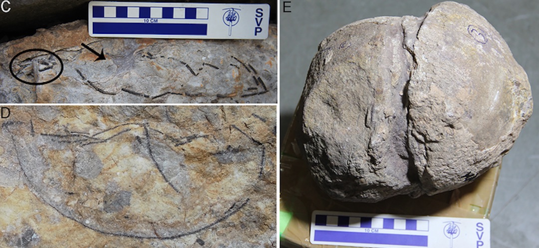 Hundreds Of Well-Preserved Titanosaur Eggs Reveal More About Dinosaur ...