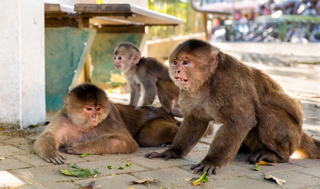 Stone-Age Tools Found In Brazil Were ‘Made By Monkeys,’ Not Humans ...